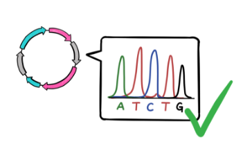 VectorBuilder | Revolutionizing Gene Delivery.