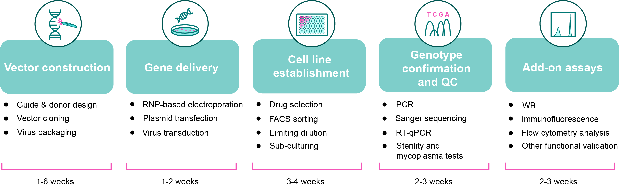 Stable Cell Line Engineering Services | VectorBuilder