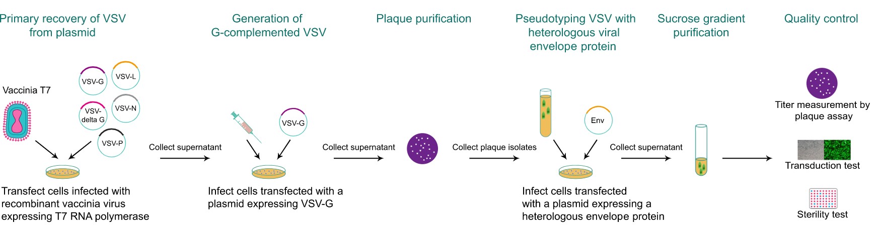 Vesicular Stomatitis Virus (VSV) Packaging Services | VectorBuilder