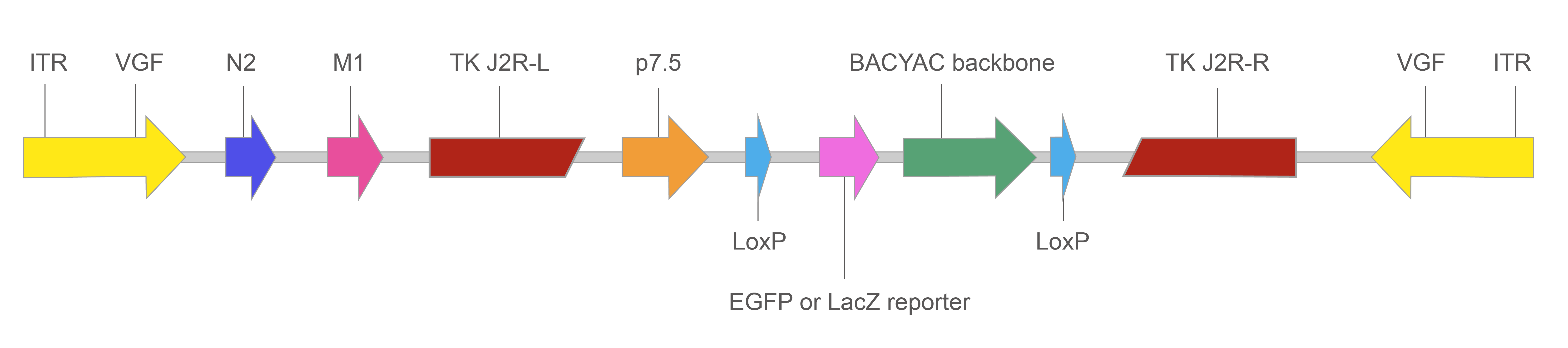 Vaccinia Virus (VACV) | VectorBuilder