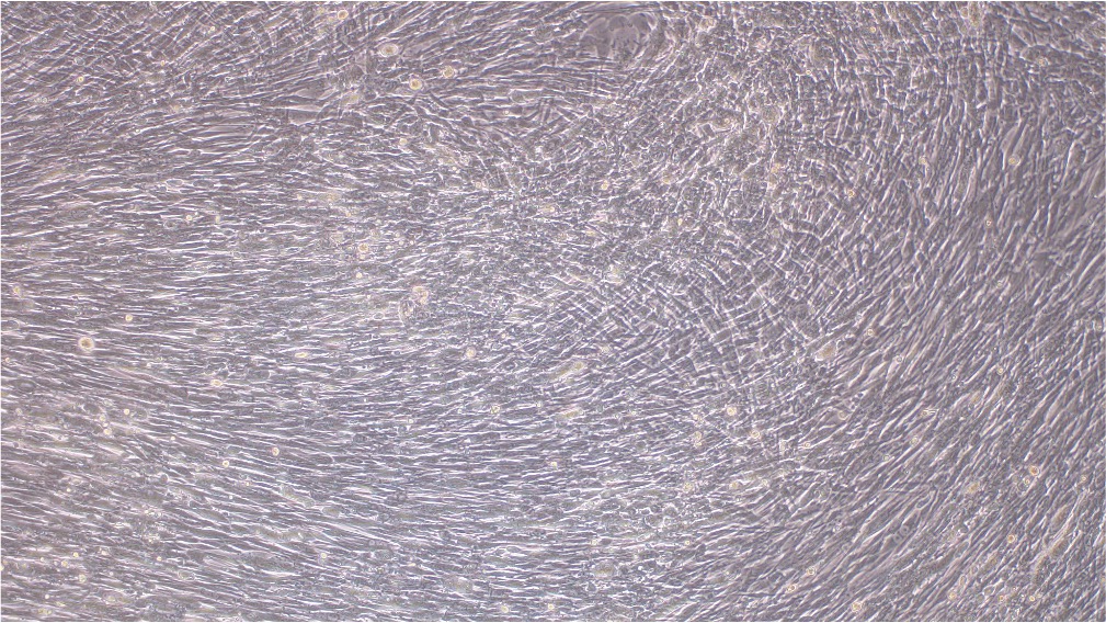 ワクシニアウイルス(VACV)｜ベクタービルダー